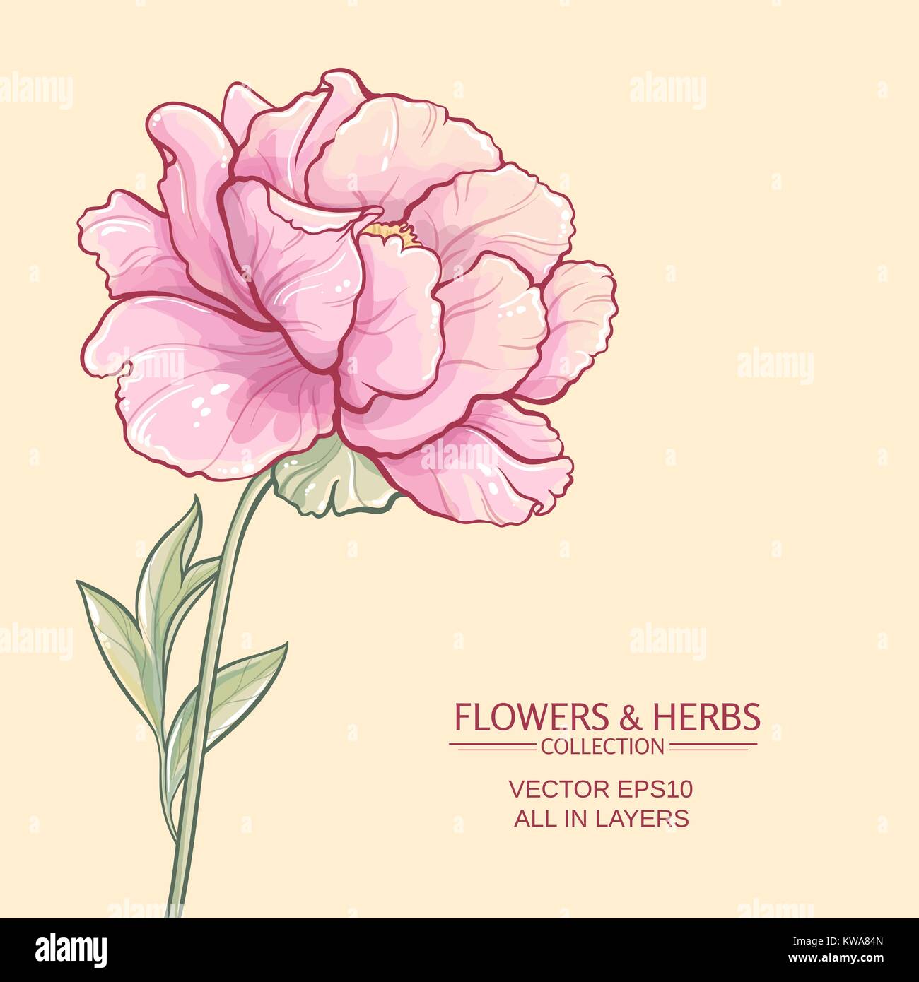 Wedding invitation design peonies Stock Vector Images - Alamy