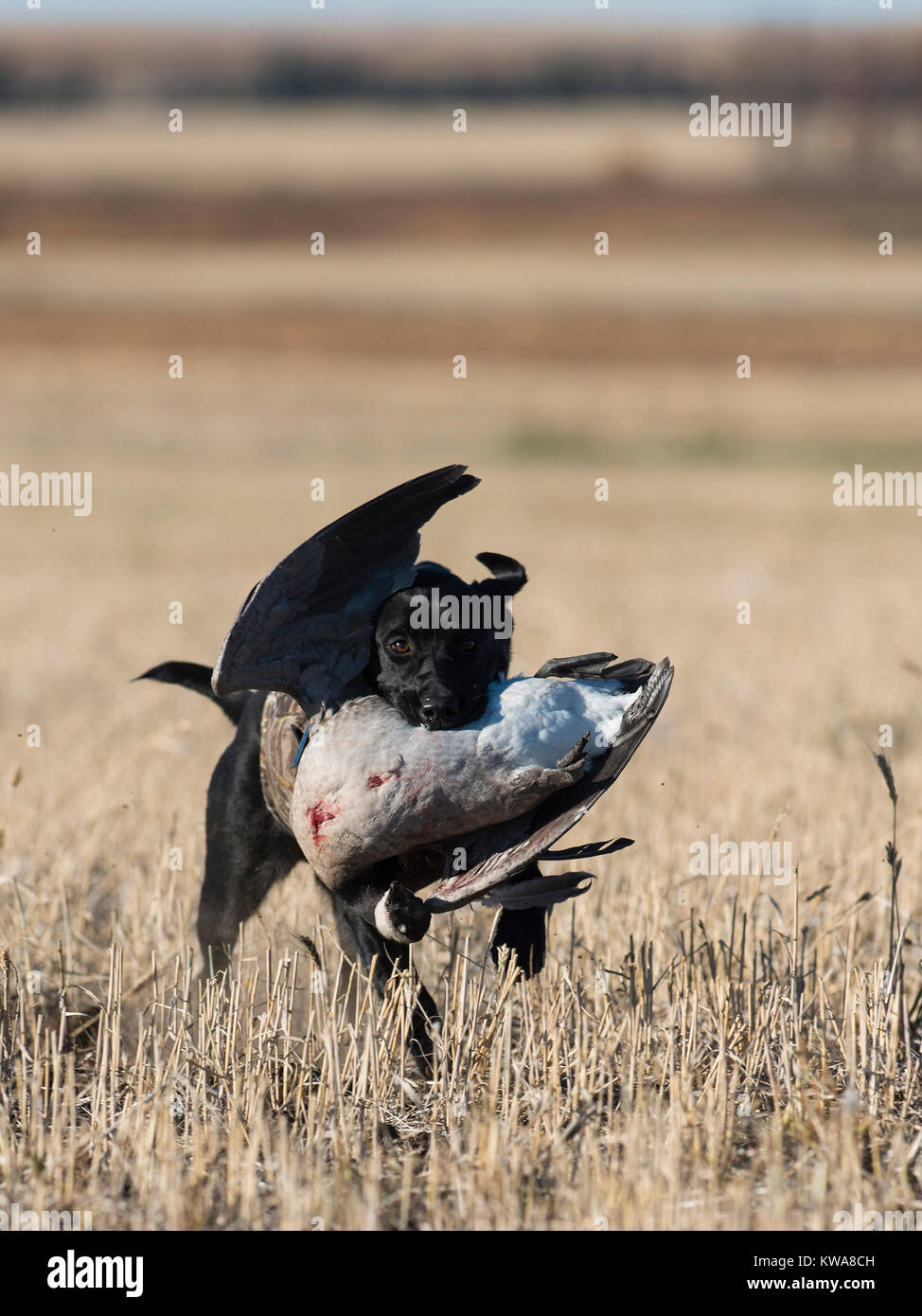 A Black Labrador Retriever with a Canada Goose in North Dakota Stock ...
