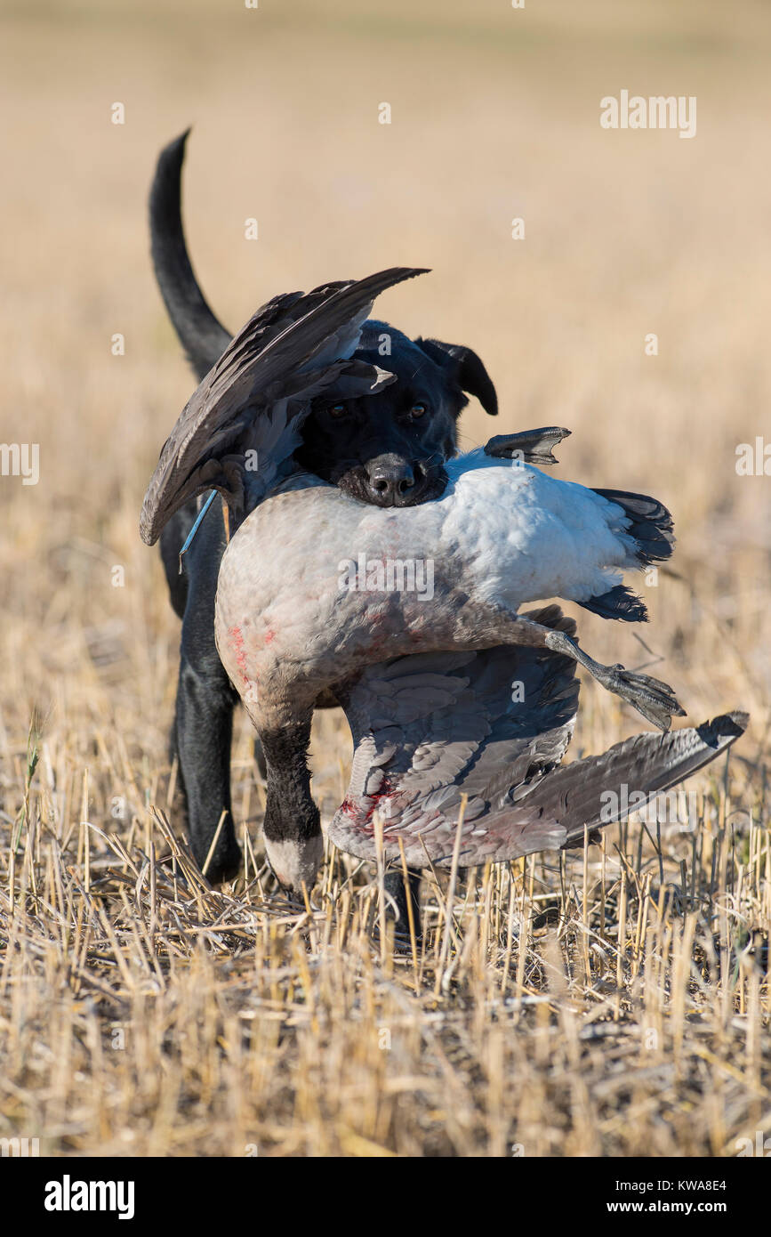 A Black Labrador Retriever with a Canada Goose in North Dakota Stock ...