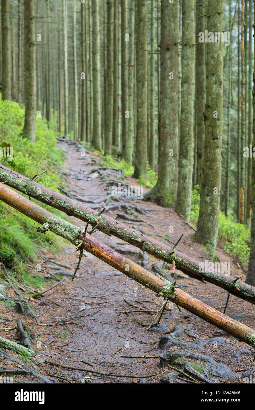 Fallen tree blocking a path hi-res stock photography and images - Alamy