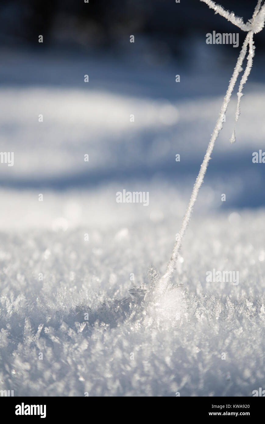 A frozen plant thread with ice flowers rising from glittering snow on ...