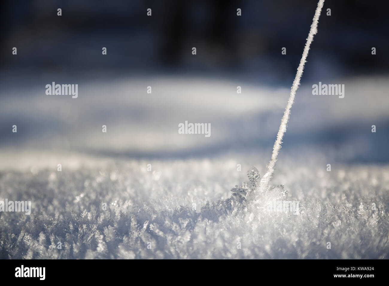 Ice and flowers hi-res stock photography and images - Alamy
