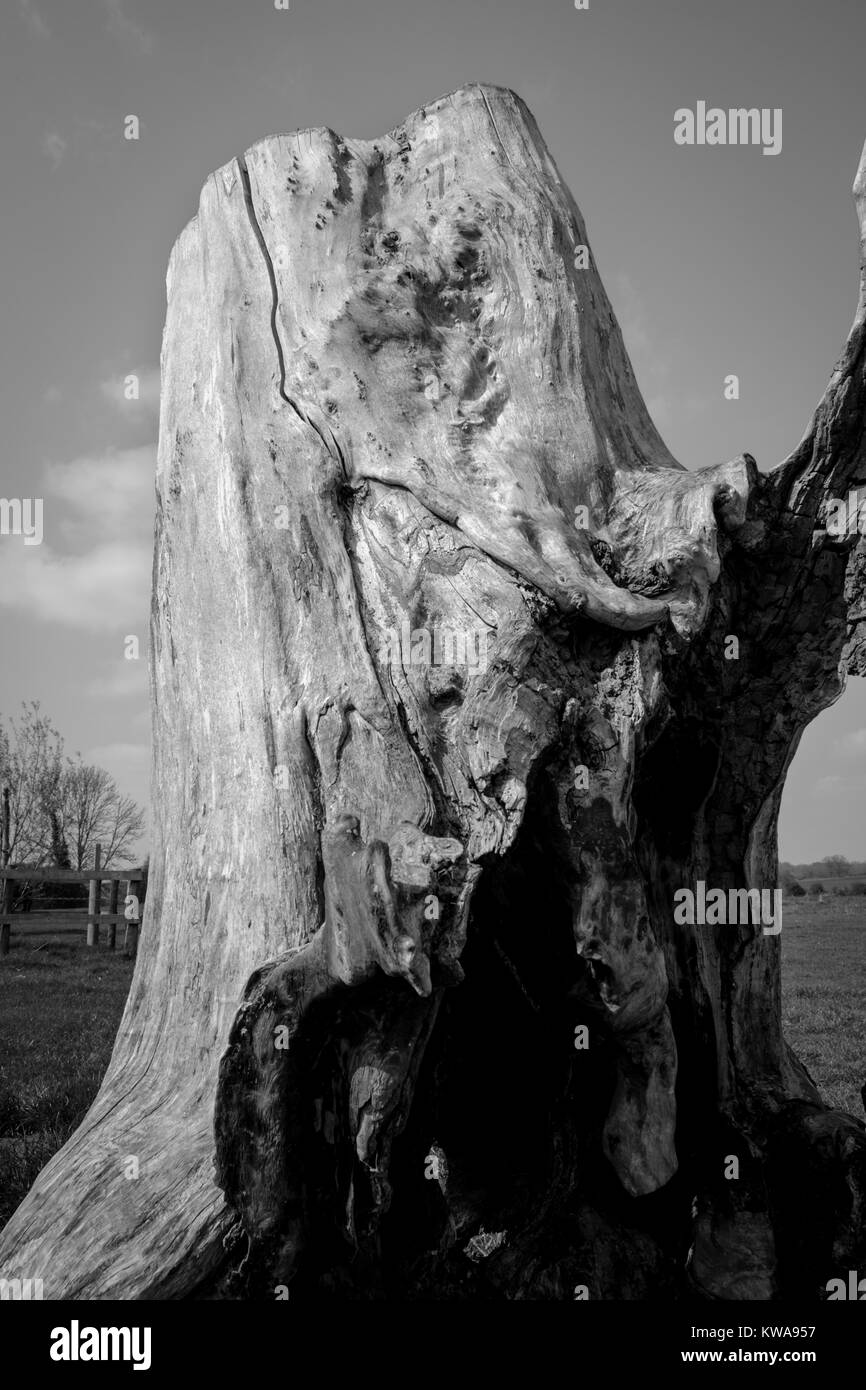 A statuesque looking tree next to the river Stour, Suffolk Stock Photo ...