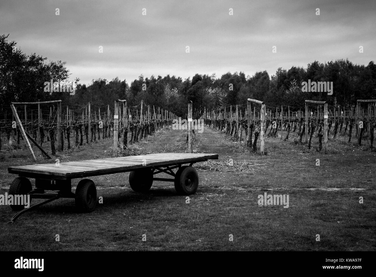 Grape farm vineyard farmer Black and White Stock Photos & Images - Alamy