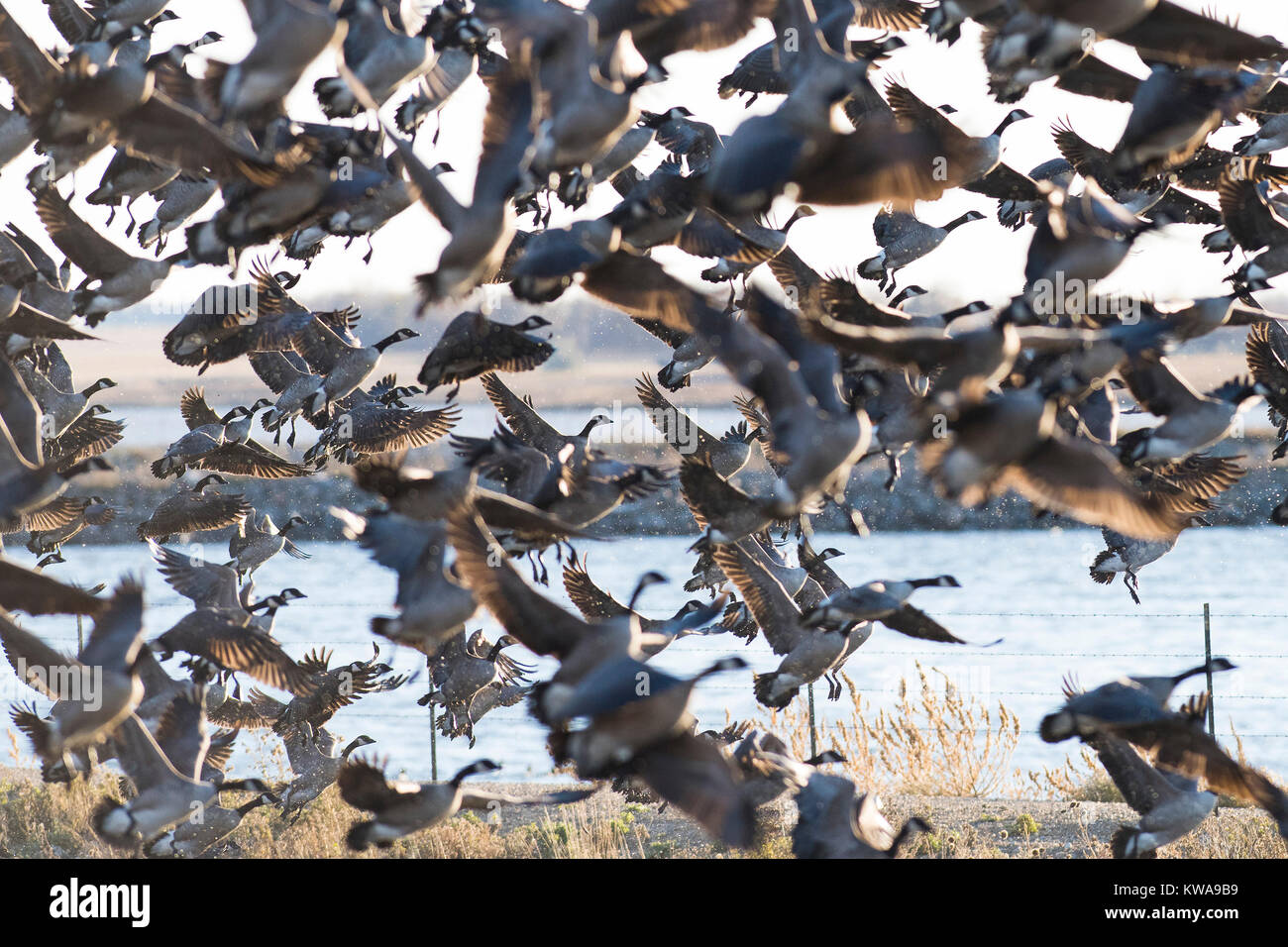 Flush geese hi-res stock photography and images - Alamy