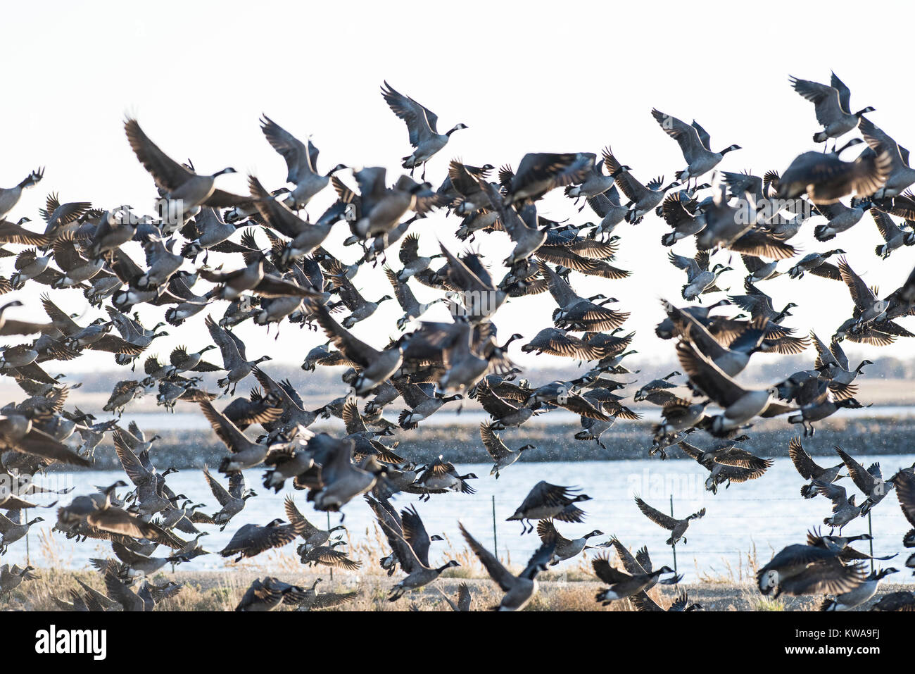 Flush flight hi-res stock photography and images - Alamy