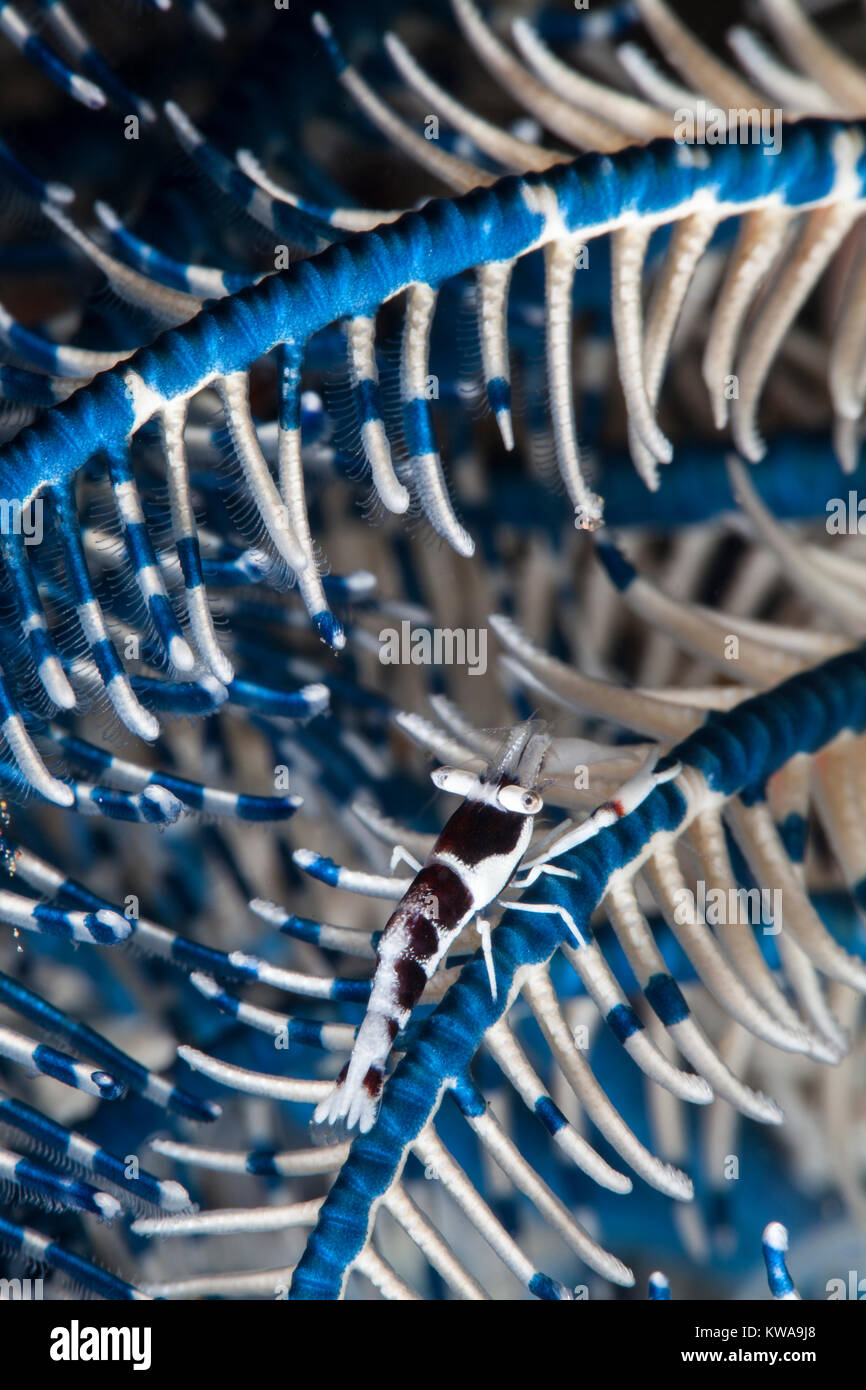Crinoid shrimp or feather star shrimp (Hippolyte catagrapha Stock Photo ...