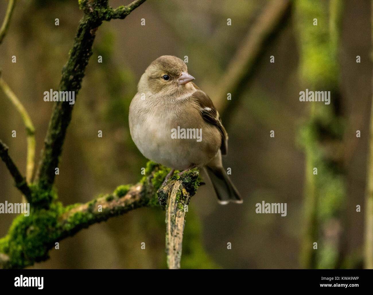 Gavin finch hi-res stock photography and images - Alamy