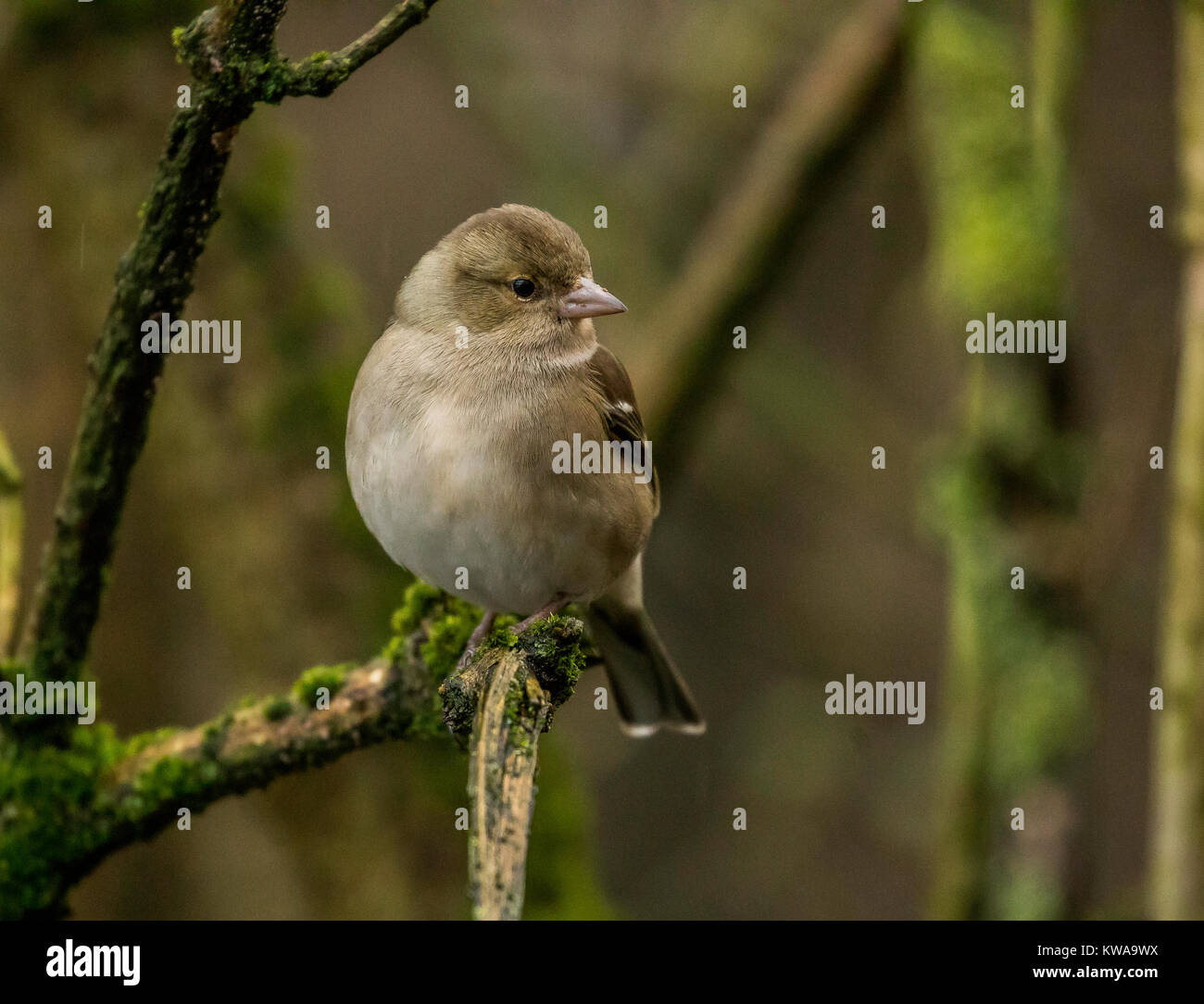 Gavin finch hi-res stock photography and images - Alamy