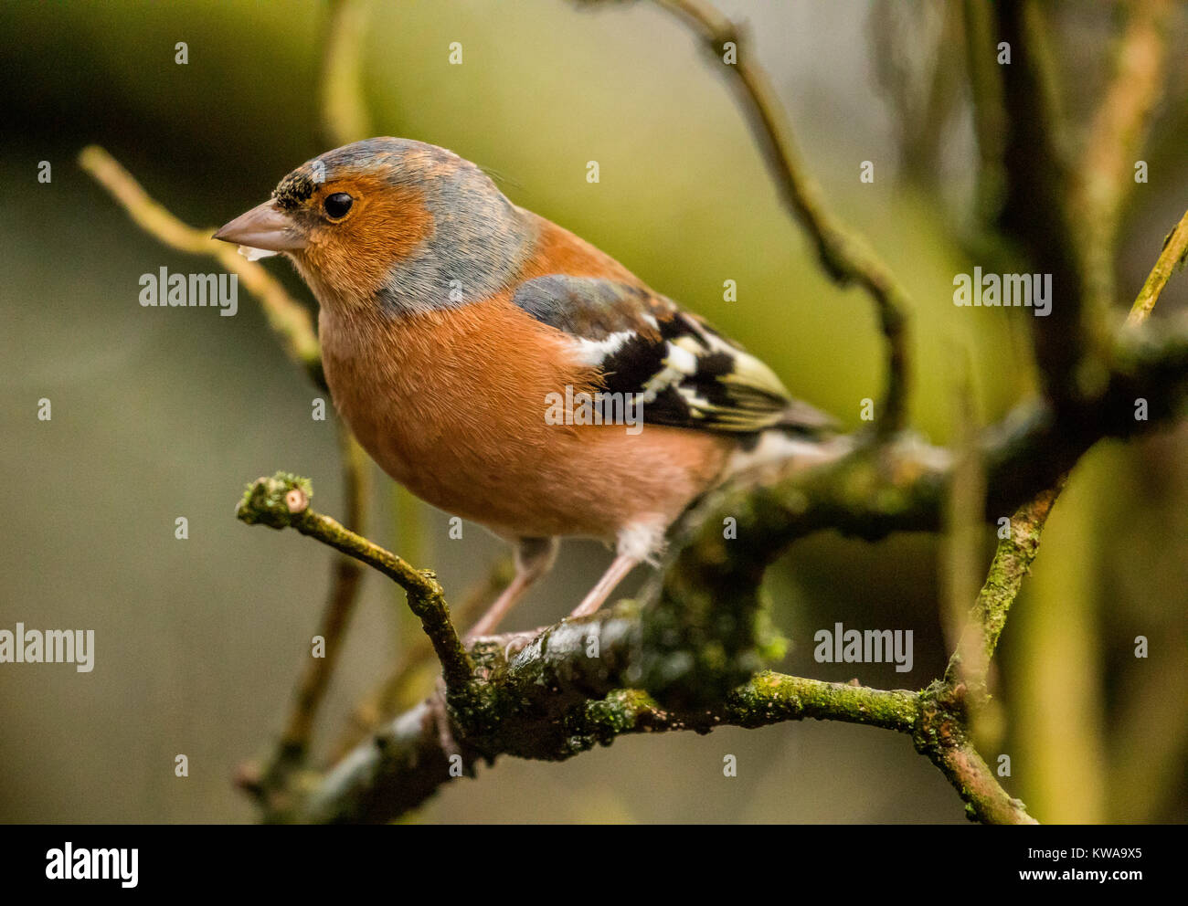 Gavin finch hi-res stock photography and images - Alamy