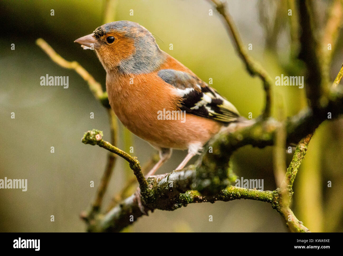 Gavin finch hi-res stock photography and images - Alamy
