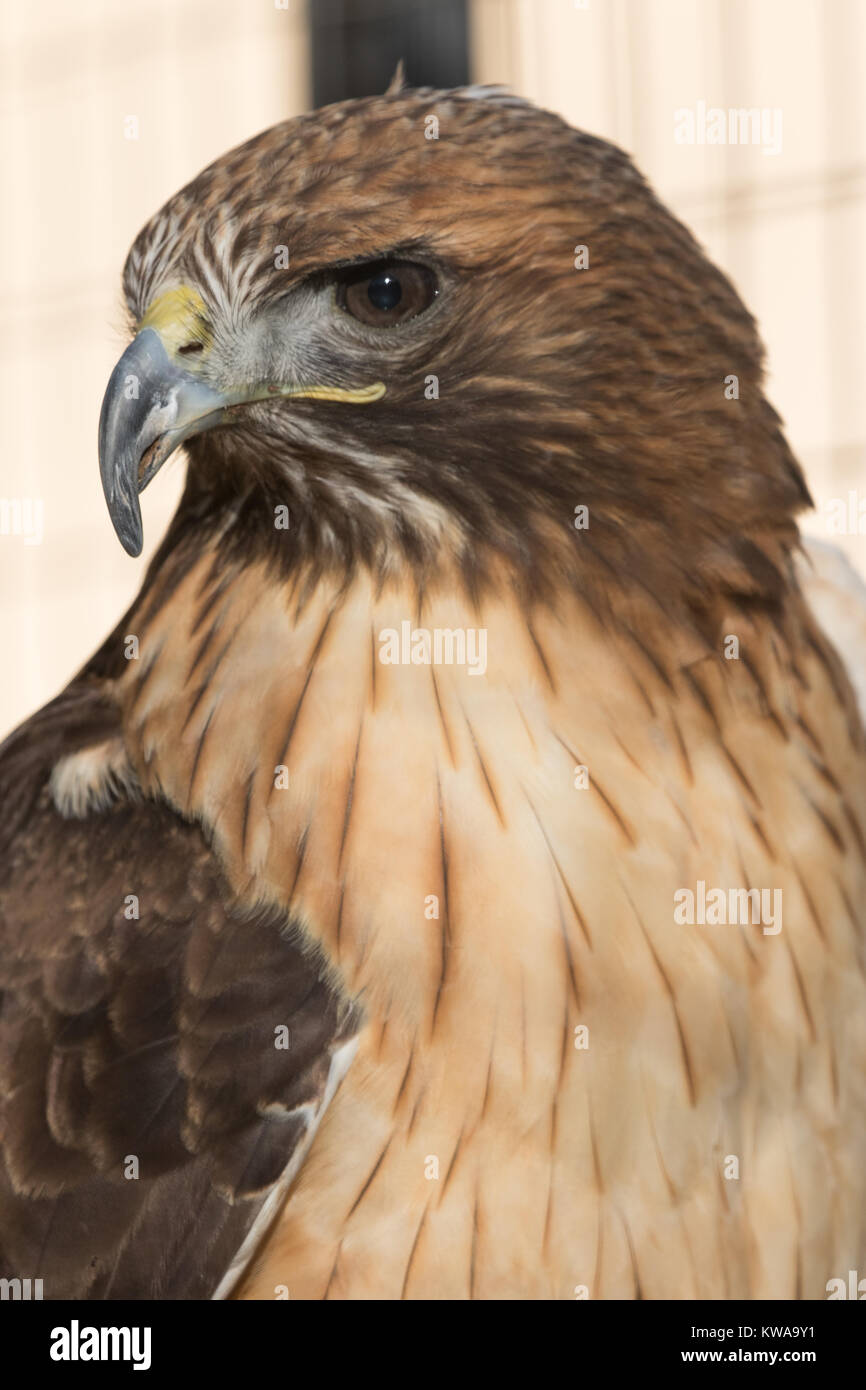 Portrait of a red tailed hawk Stock Photo - Alamy