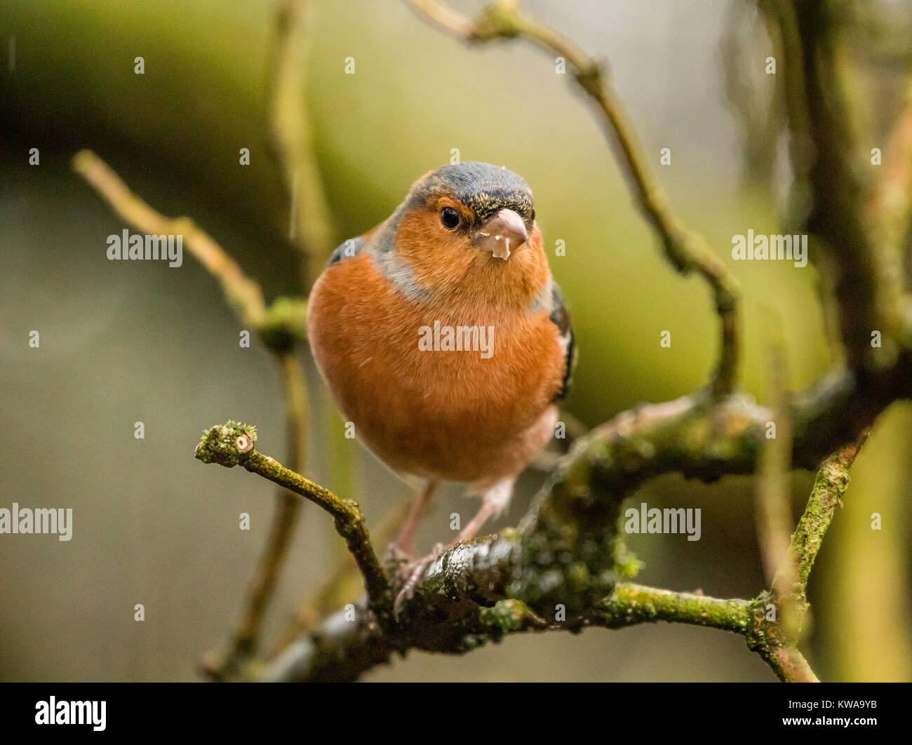 Gavin finch hi-res stock photography and images - Alamy