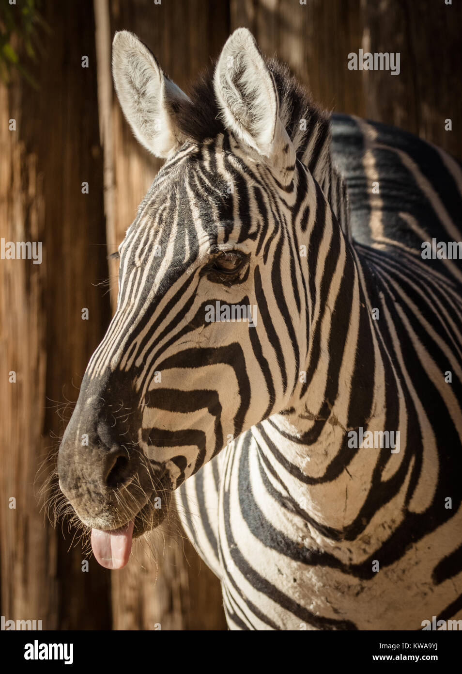 Outdoor portrait of a zebra - head shot Stock Photo - Alamy