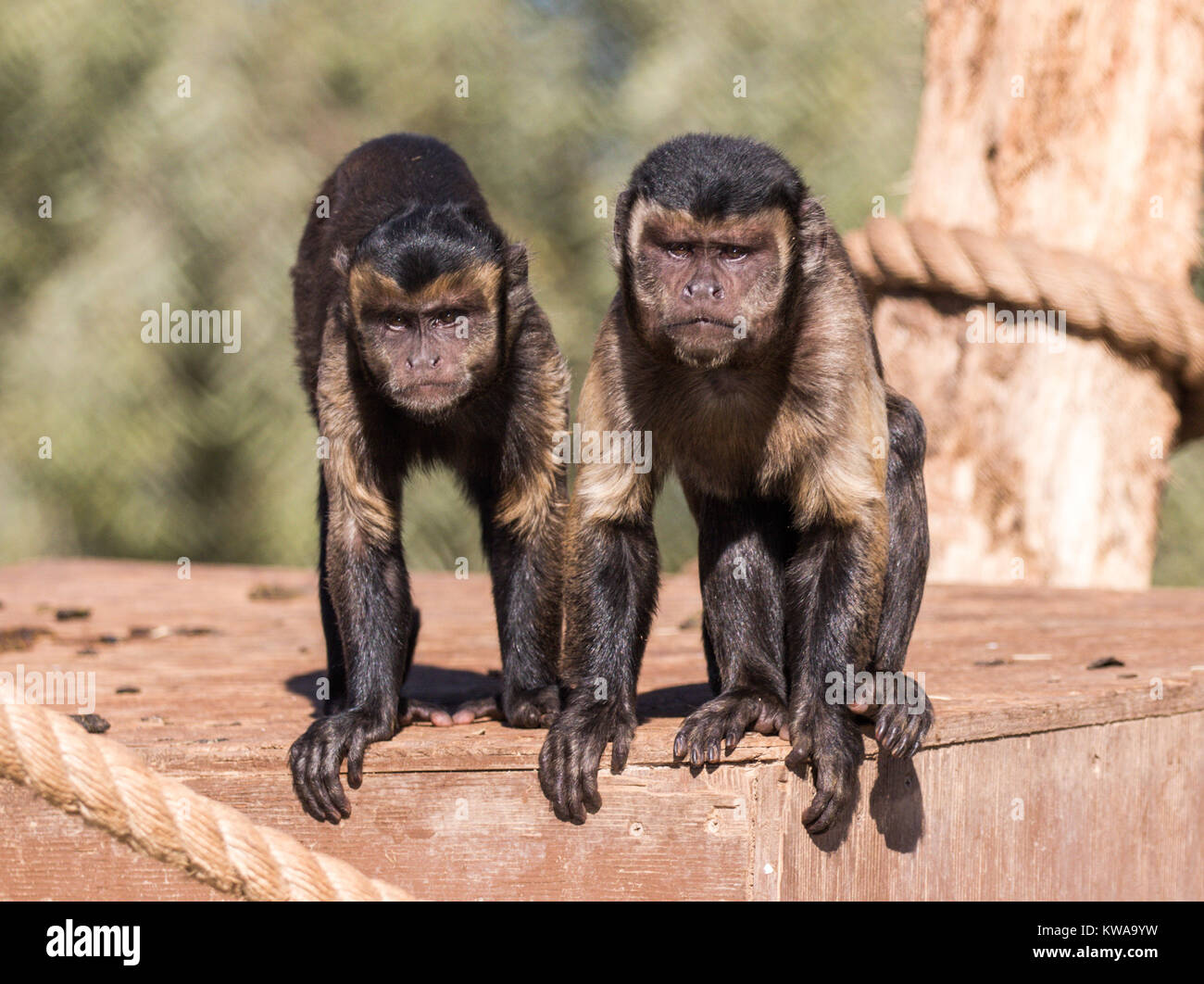 Two Capuchin Monkey's staring at people Stock Photo - Alamy