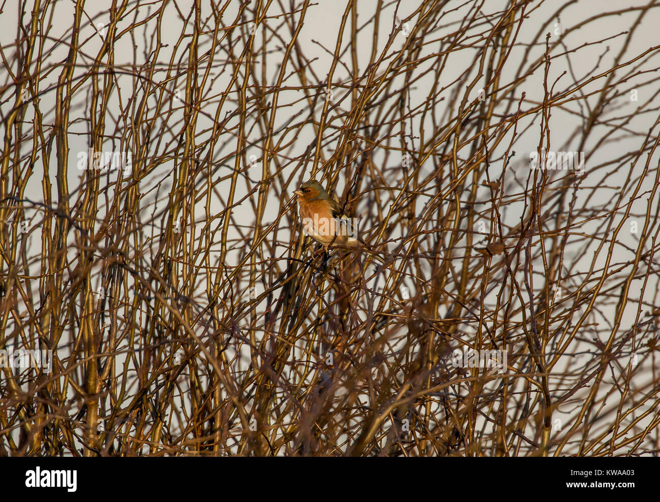 Gavin finch hi-res stock photography and images - Alamy