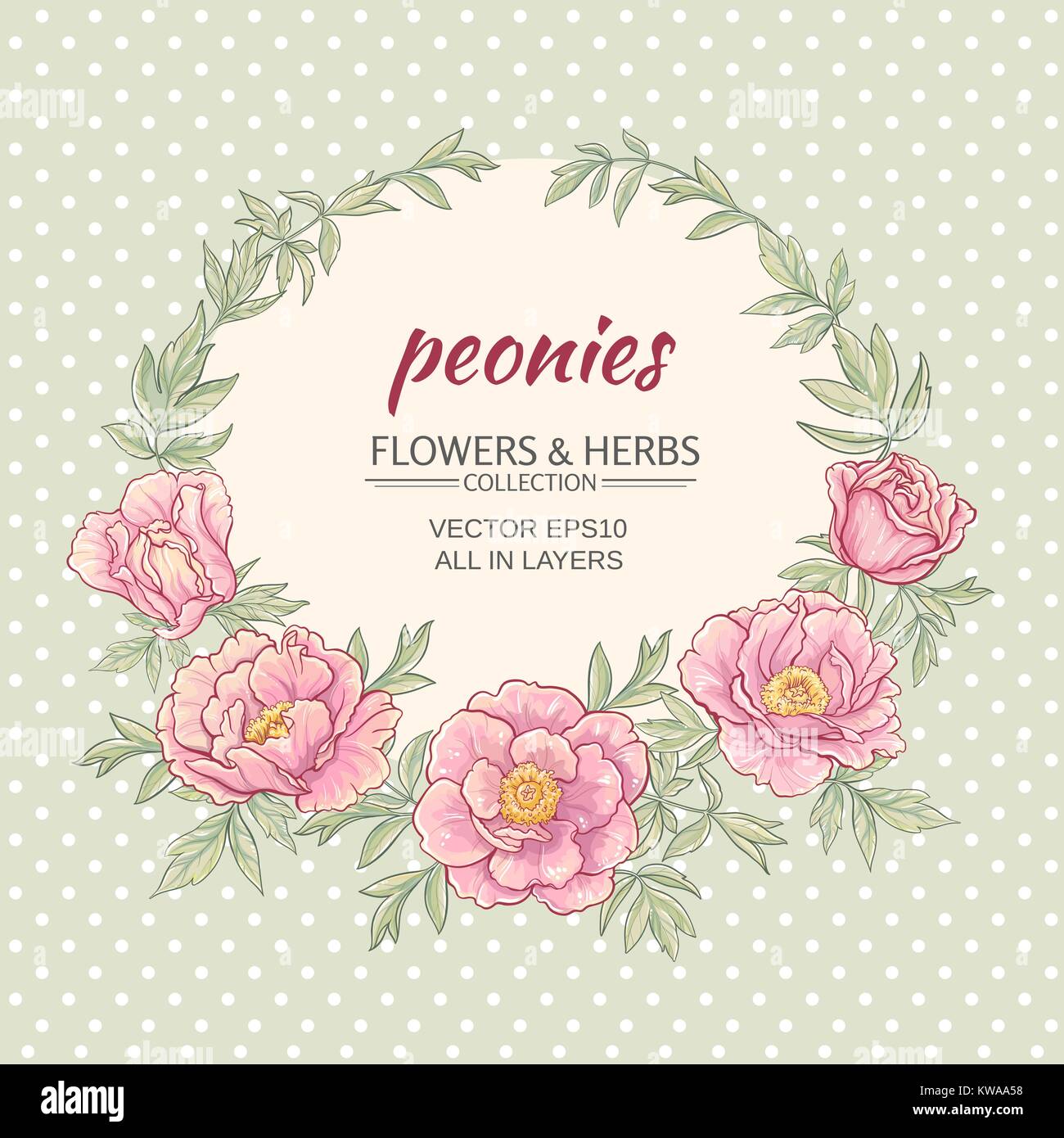 peonies vector frame Stock Vector Image & Art - Alamy
