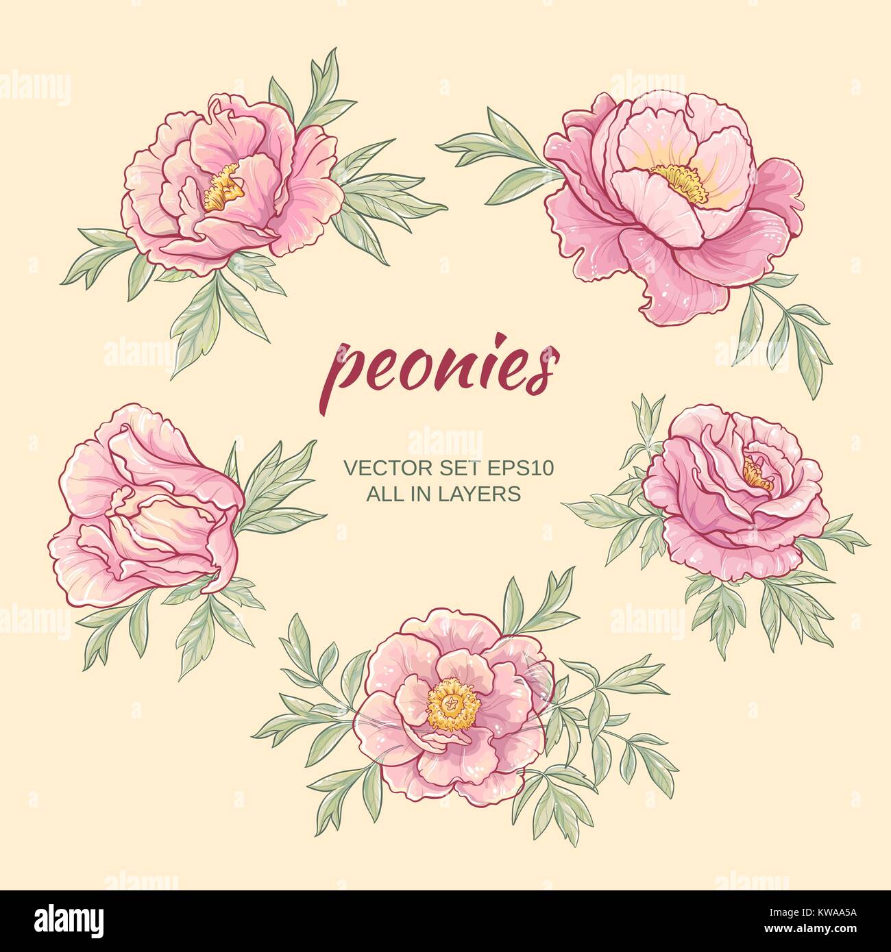 Green peonies Stock Vector Images - Alamy