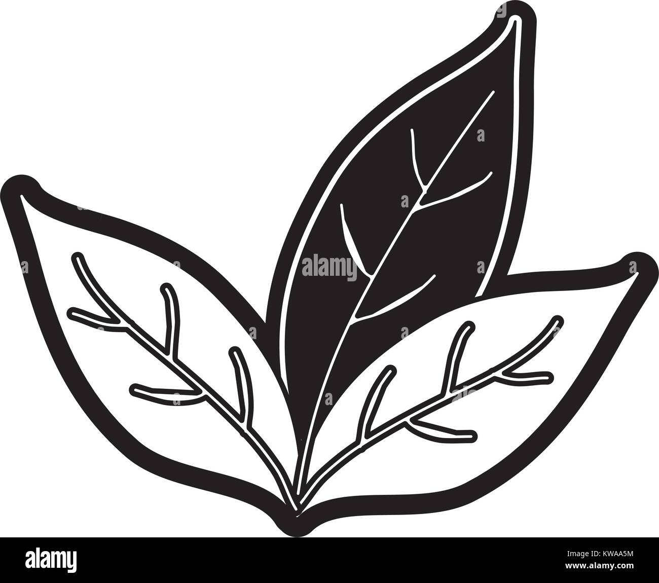 Tea leaf plant Stock Vector Image & Art - Alamy