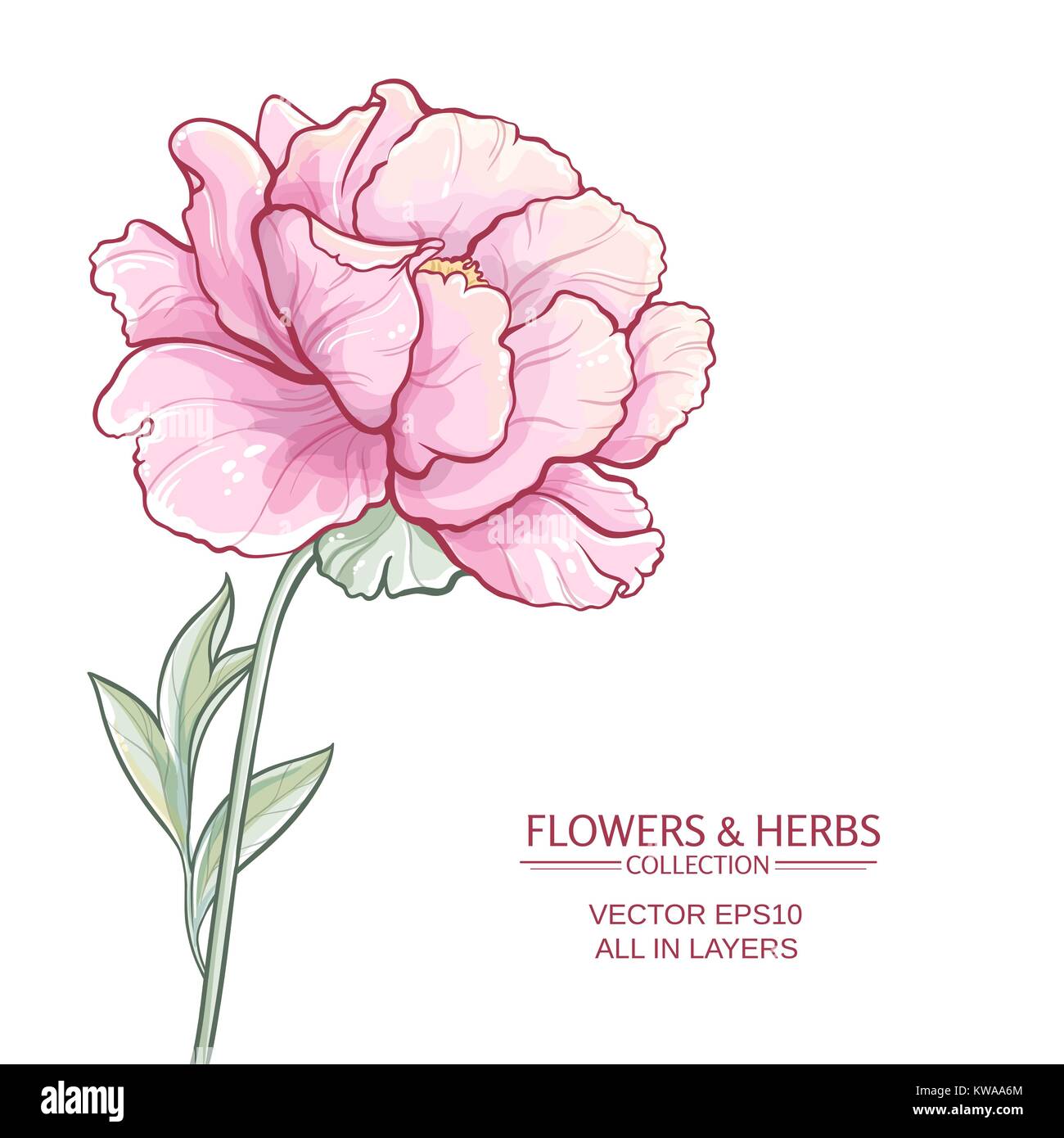 Wedding invitation design peonies Stock Vector Images - Alamy