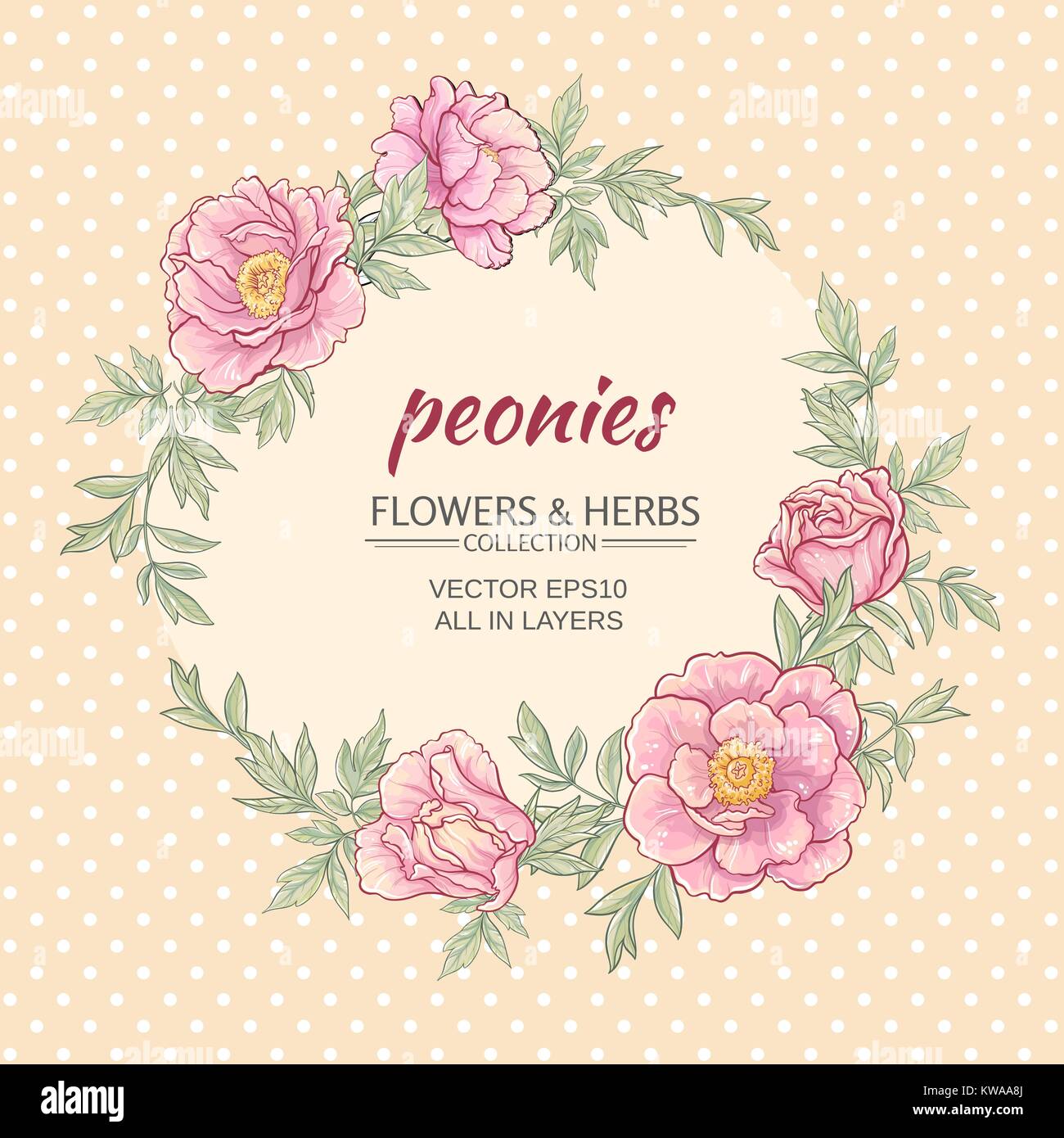 Peonies frame hi-res stock photography and images - Alamy