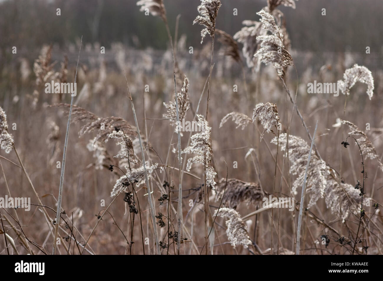 Common reed uk hi-res stock photography and images - Alamy