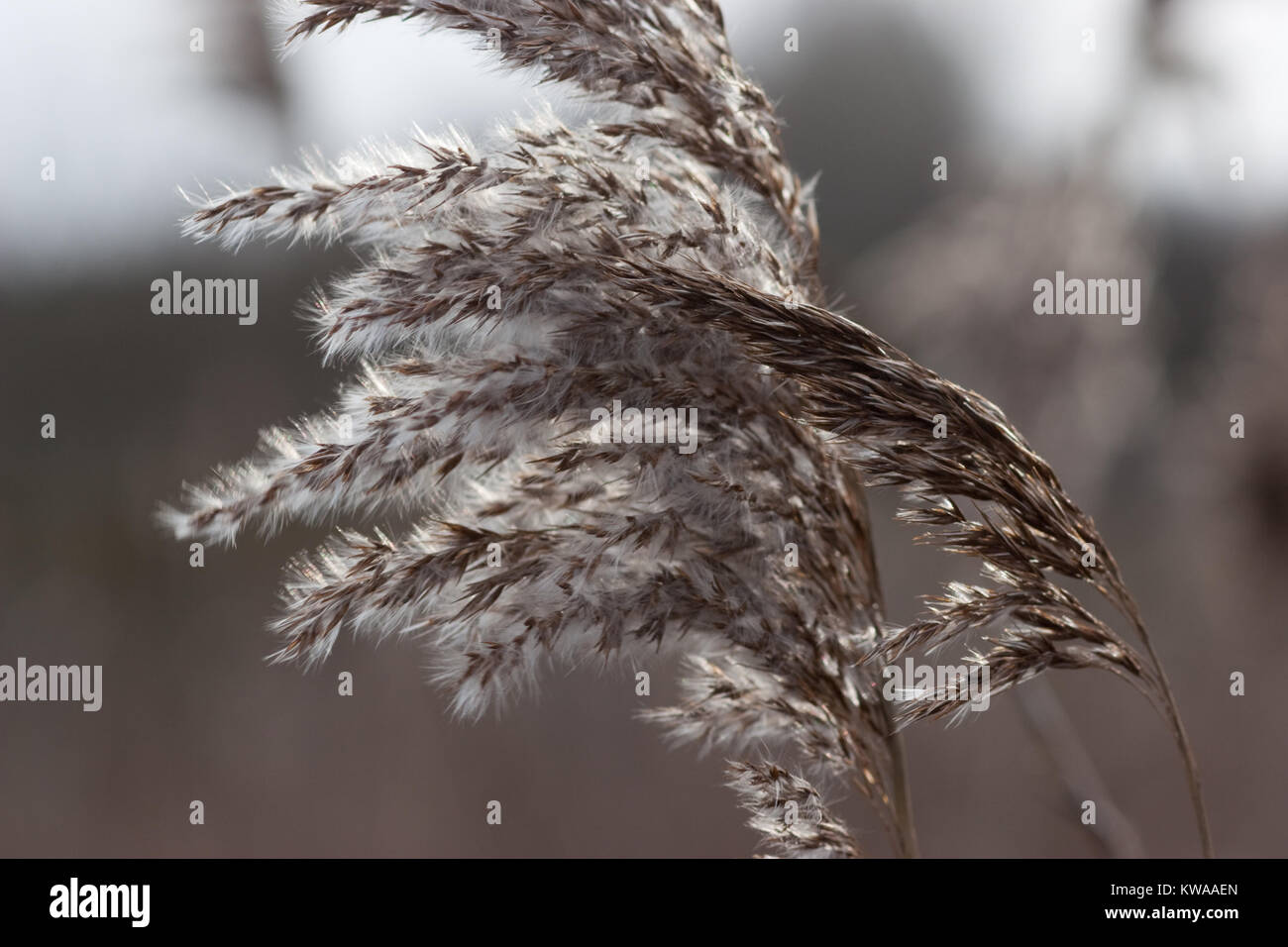 Common reed uk High Resolution Stock Photography and Images - Alamy