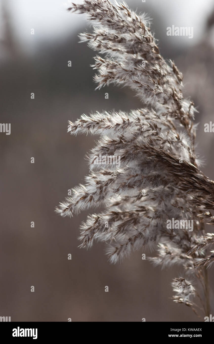 Common reed in winter hi-res stock photography and images - Alamy