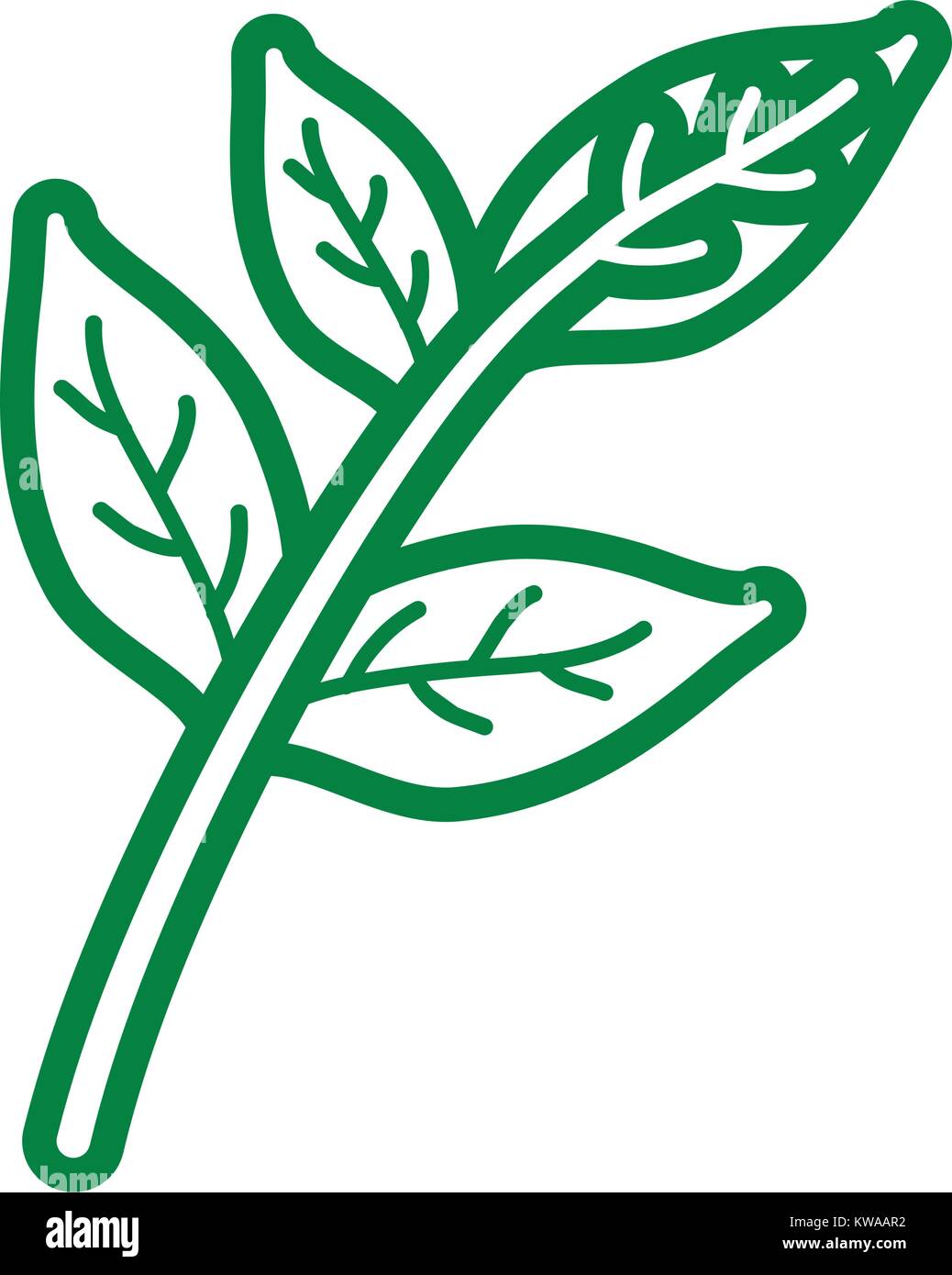 Tea leaf plant Stock Vector Image & Art - Alamy