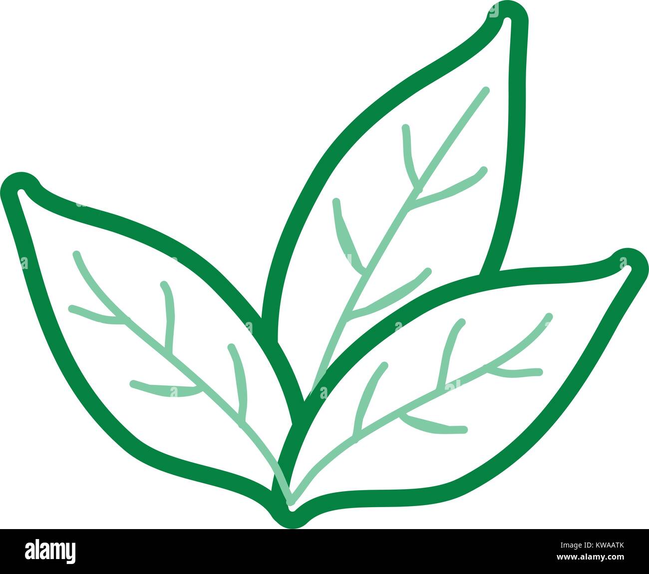 Tea leaf plant Stock Vector Image & Art - Alamy