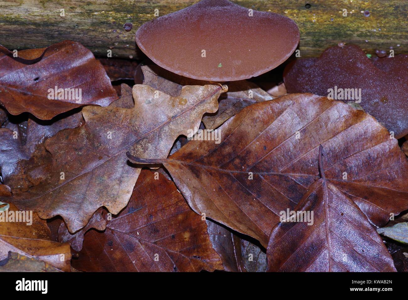 Auriculariales Fungus, Jews Ear or Wood Jelly Mushroom, (Auriculaia ...