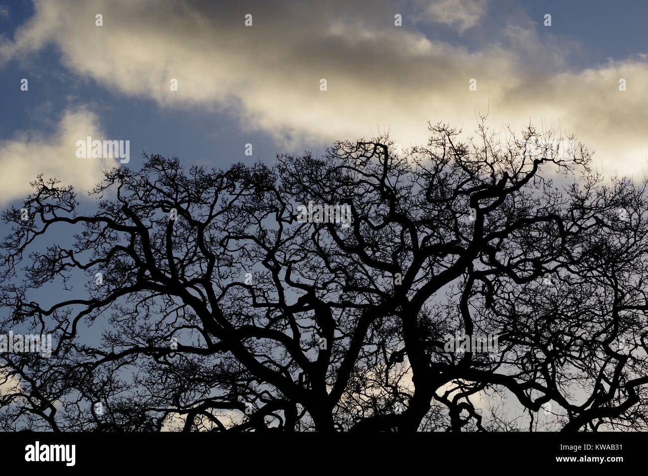 Gnarly Silhouetted Leafless Winter Oak Tree Skeleton. Exeter, Devon, UK ...