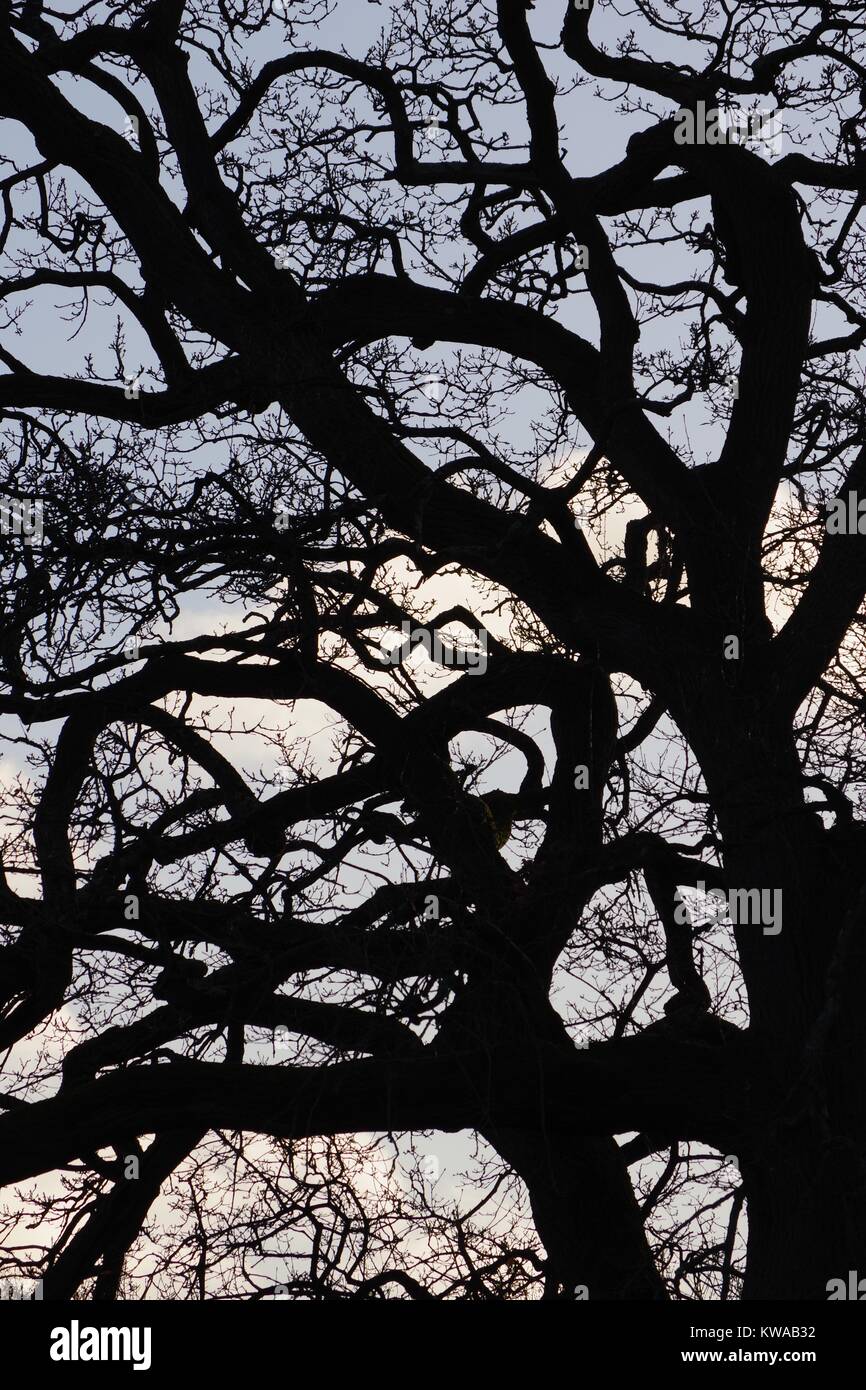 Twisted tree silhouette uk hi-res stock photography and images - Alamy