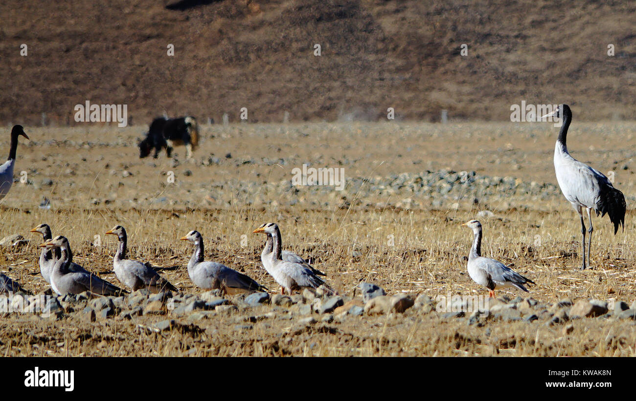 Lhasa, China's Tibet Autonomous Region. 1st Jan, 2018. Black-necked ...