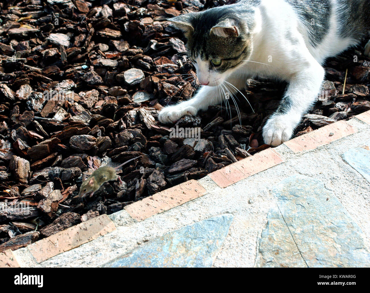 CAT AND MOUSE RUNNING Stock Photo - Alamy