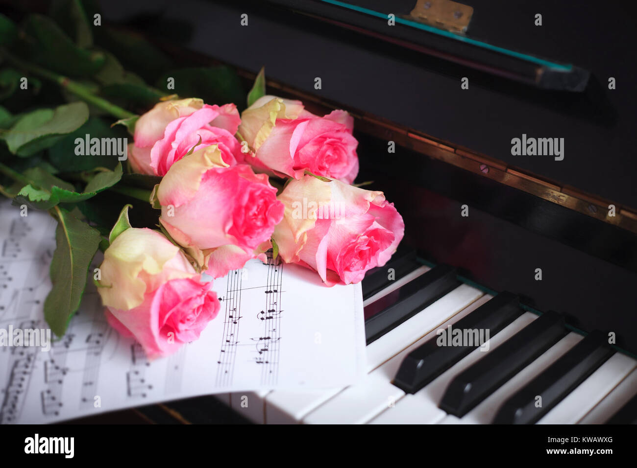 A bouquet of pink roses and notes on the piano keyboard. The concept of ...