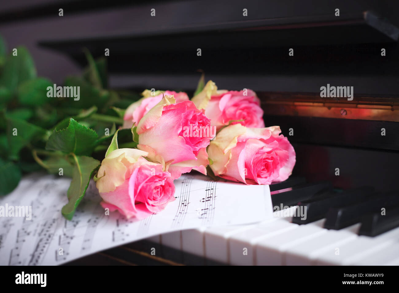 A bouquet of pink roses and notes on the piano keyboard. The concept of ...