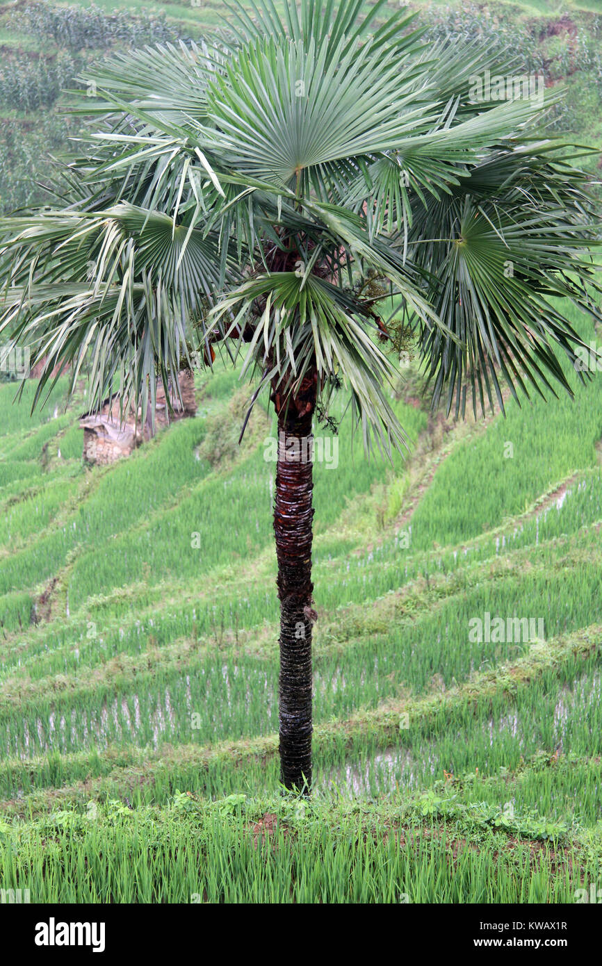 Palm tree and rice terraces near Xinjie, China Stock Photo - Alamy