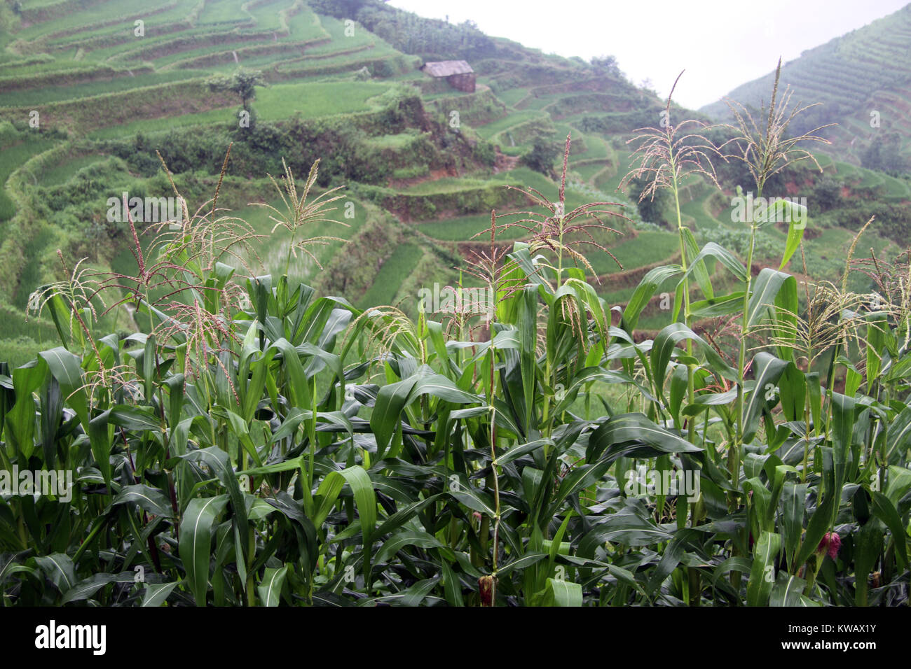 Corn and rice terraces near Xinjie, China Stock Photo - Alamy