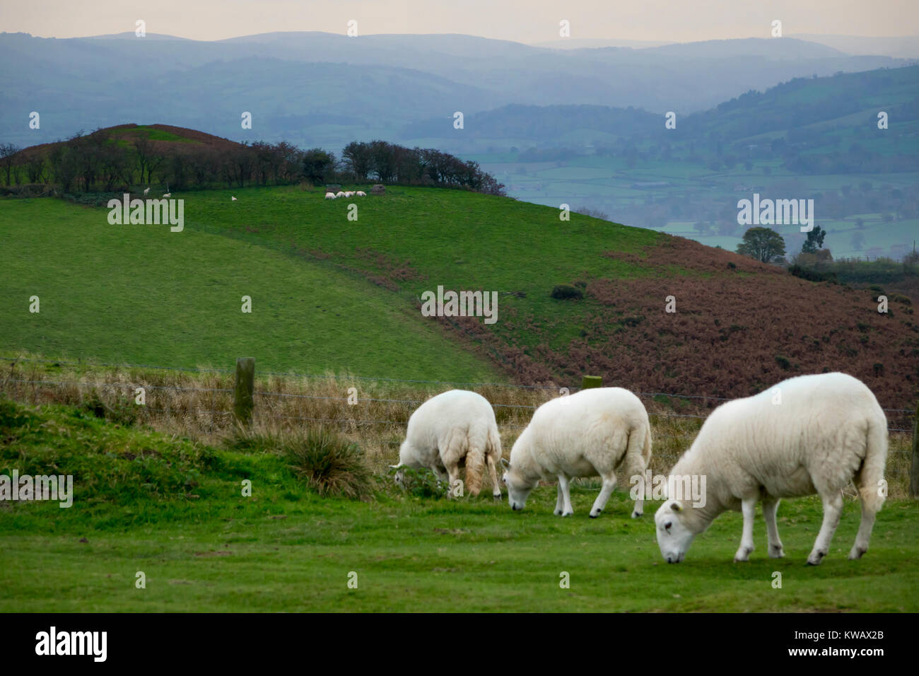 Stapeley Hill, farmland Stock Photo - Alamy