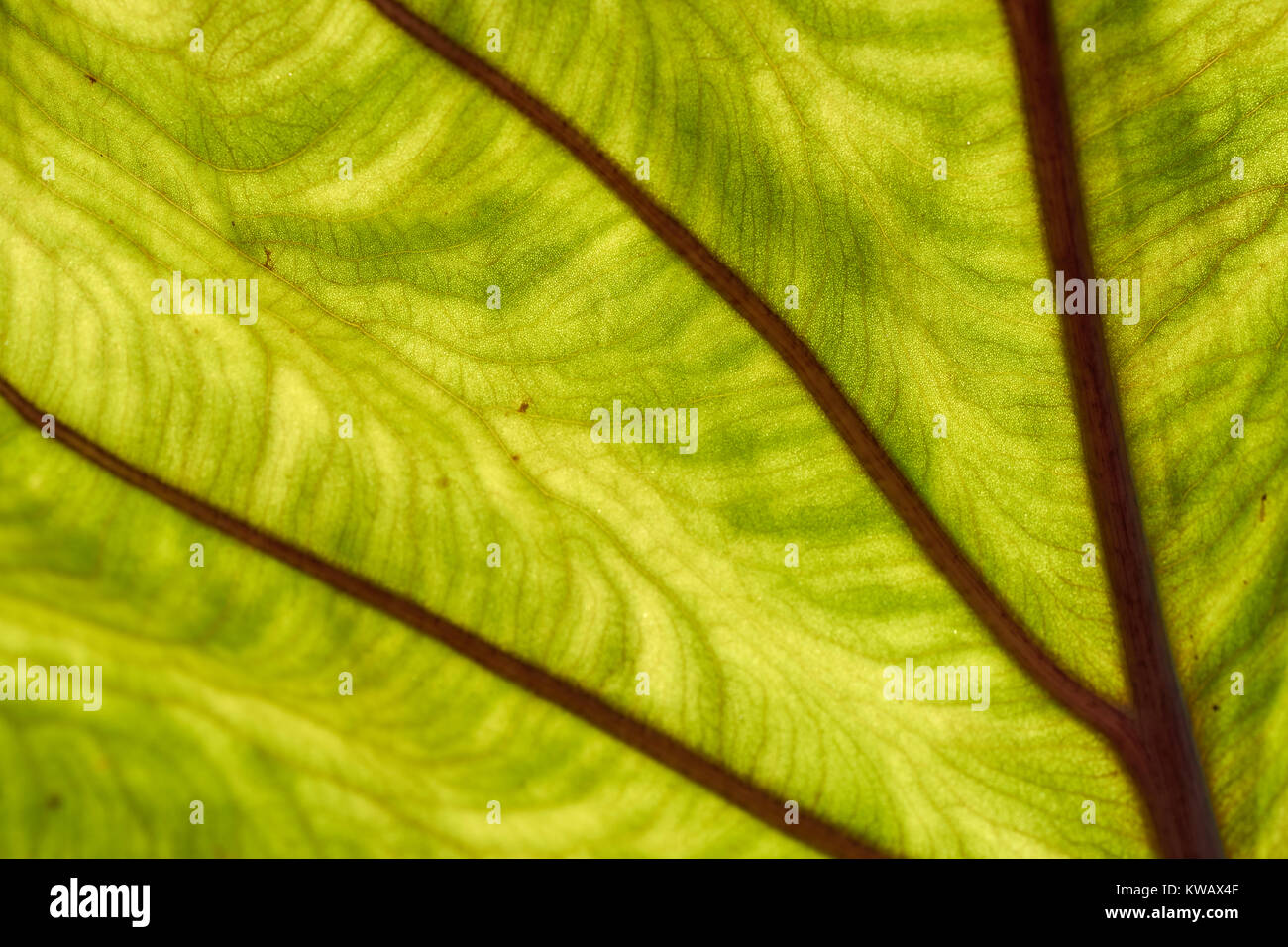 Taro leaf hi-res stock photography and images - Alamy