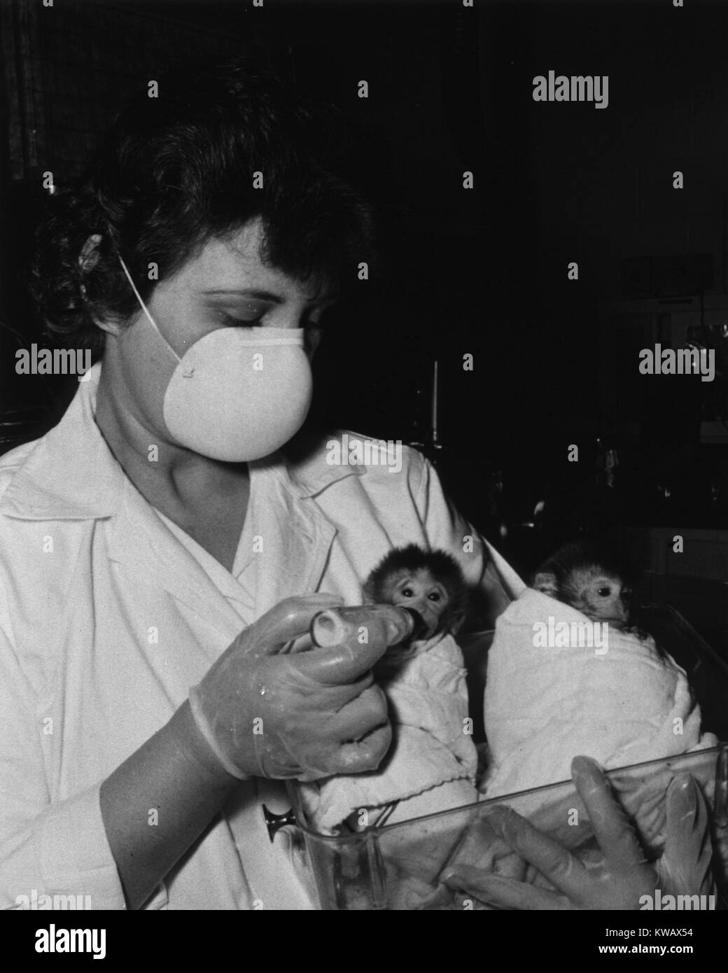 Female laboratory technician holds and feeds two baby monkeys, 1940 ...