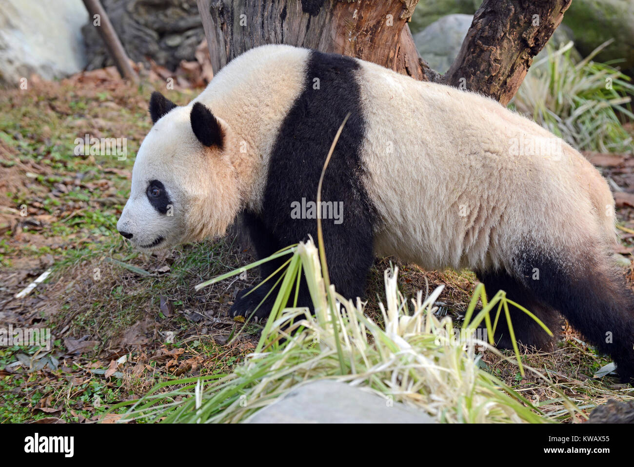 Giant Panda near Chengdu, Sichuan Province, China Stock Photo - Alamy
