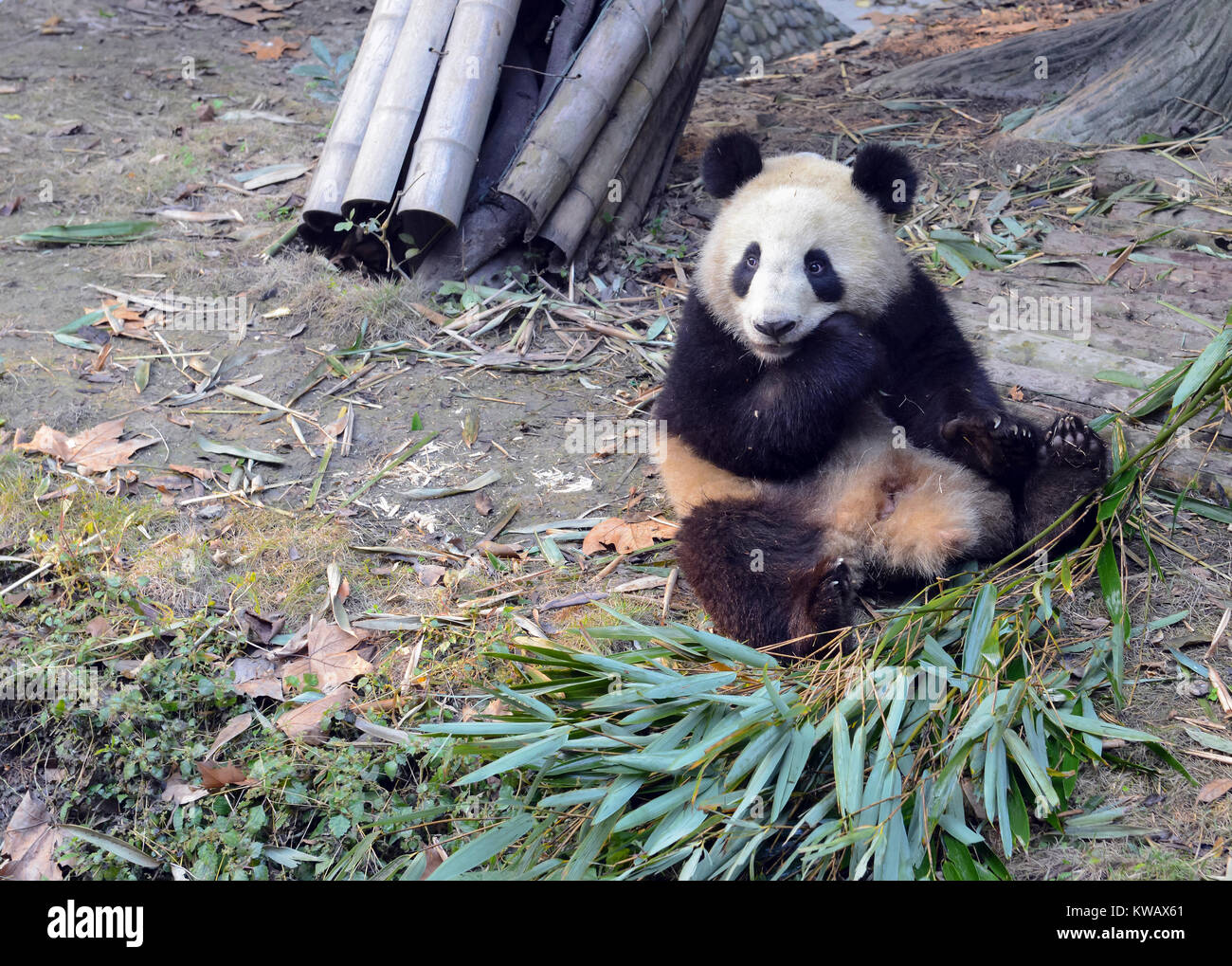 Giant Panda near Chengdu, Sichuan Province, China Stock Photo - Alamy