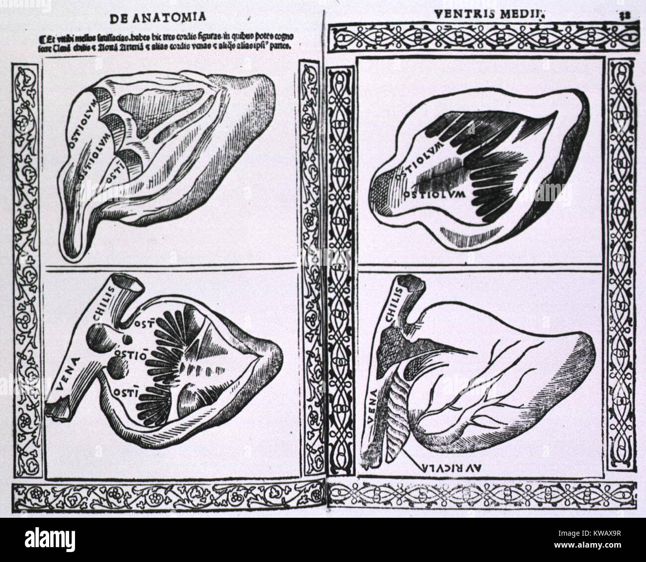 Woodcut of four views of the human heart, 1523. Courtesy National ...