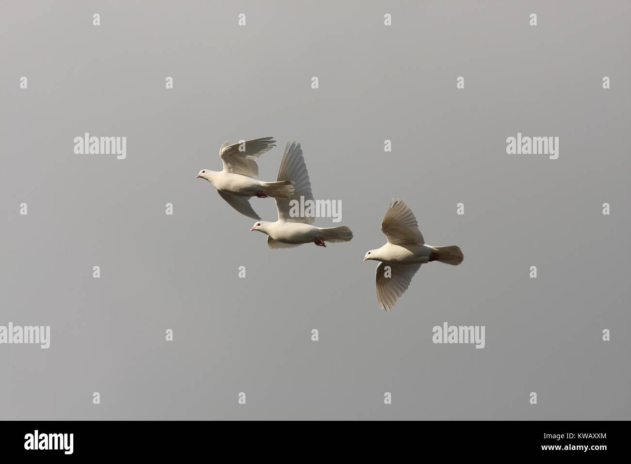 White doves flying hi-res stock photography and images - Alamy