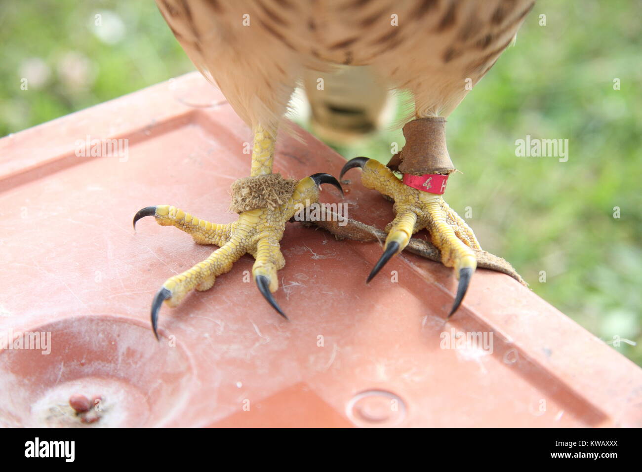 Three toes forward one back hi-res stock photography and images - Alamy