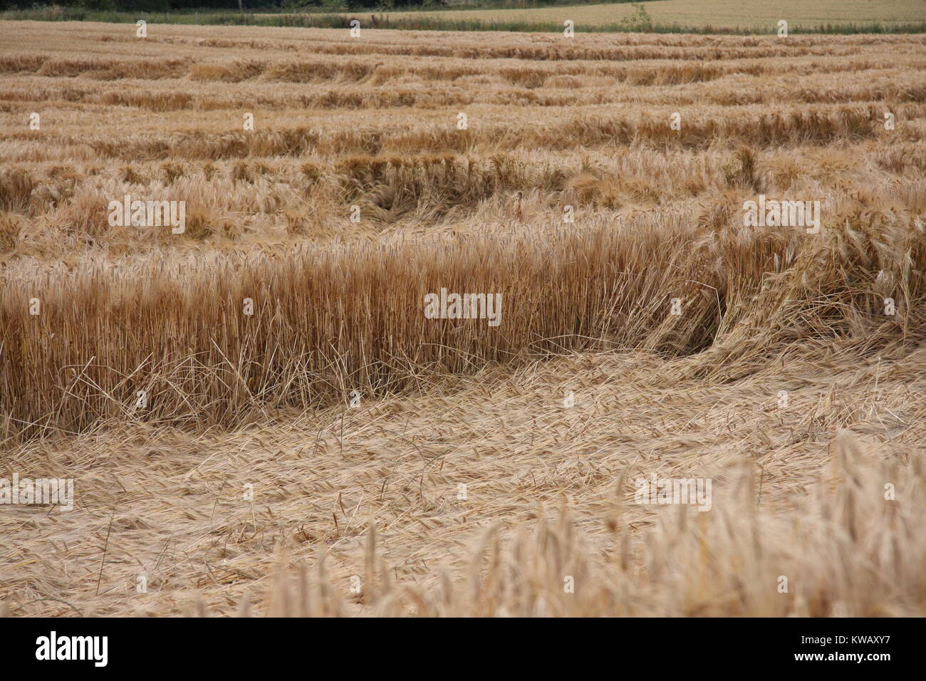 Wind storm damage farm crop hi-res stock photography and images - Alamy