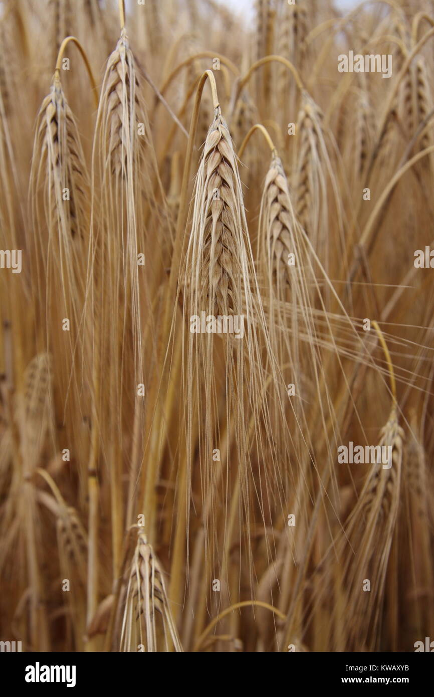 Barley Crop Stock Photos & Barley Crop Stock Images - Alamy