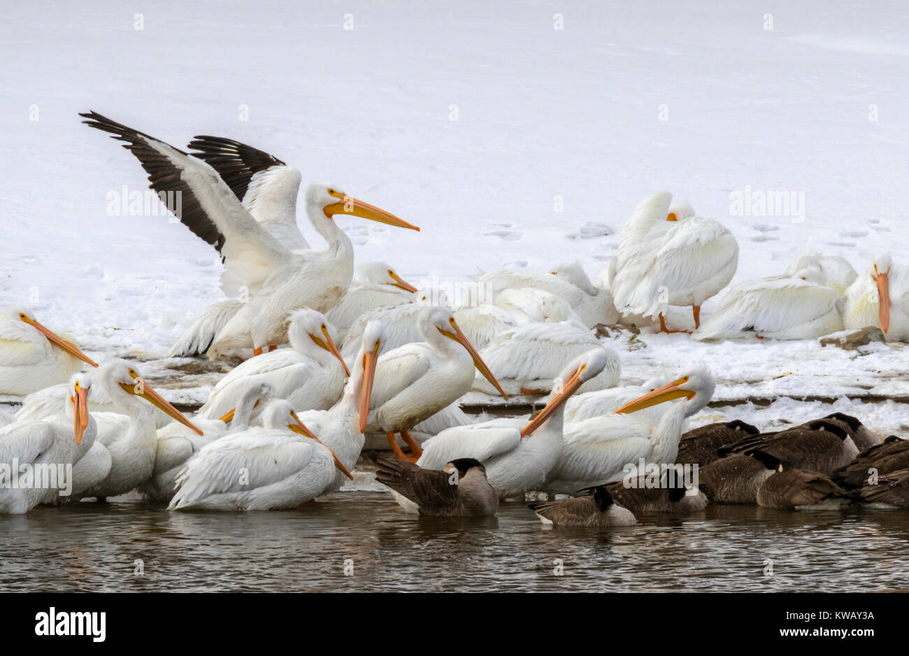 American white pelicans (Pelecanus erythrorhynchos) and Canada geese ...